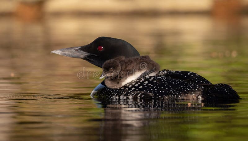 Common Loon in Maine stock photo. Image of beach, alligator - 237748288