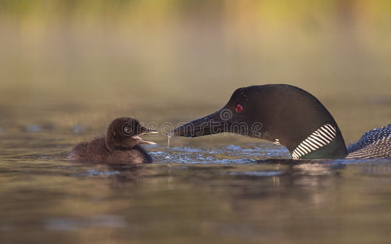 Common Loon in Maine stock image. Image of lioness, predator - 233631269