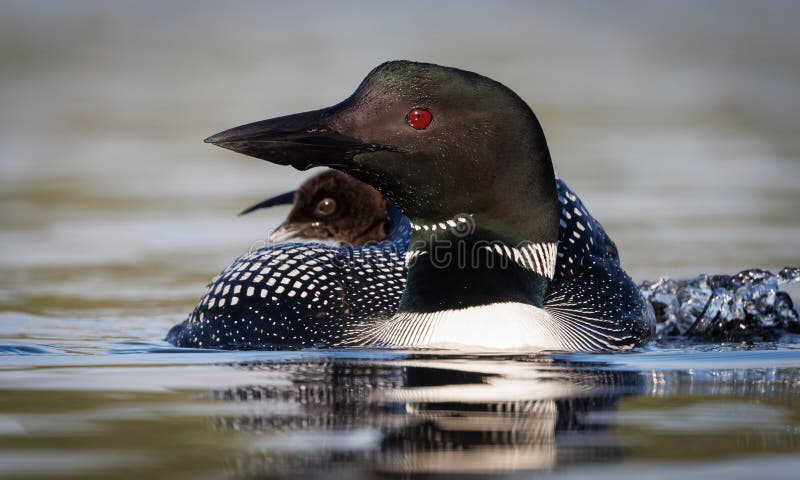 Common Loon in Maine stock photo. Image of florida, deer - 252610106