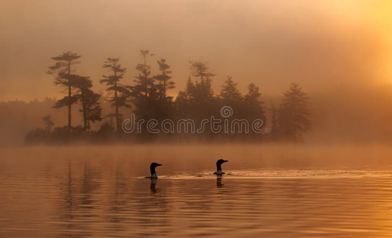 Common Loon in Maine stock photo. Image of beach, elephant - 252610122