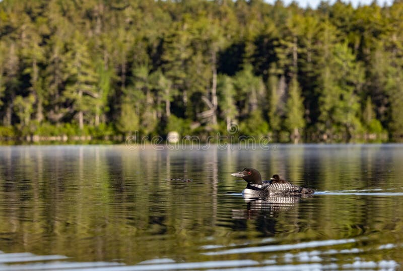 A Common Loon in Maine stock image. Image of black, england - 222570061