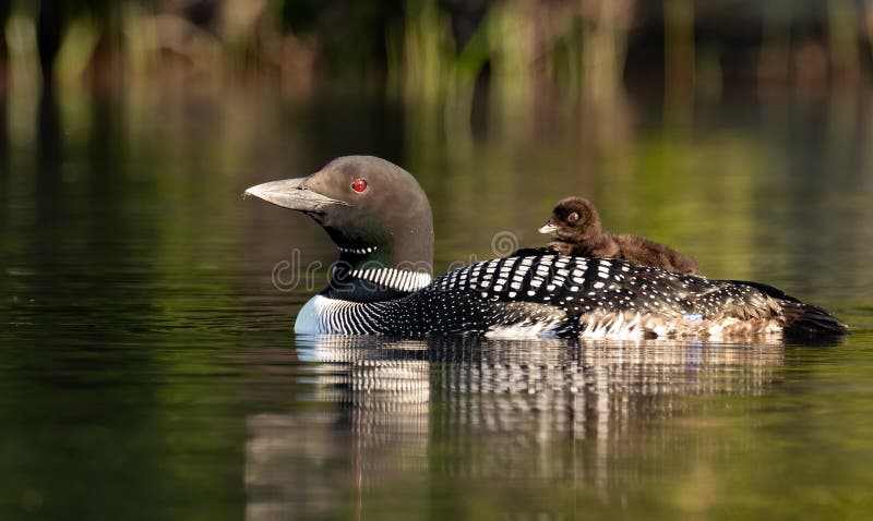 A Common Loon in Maine stock photo. Image of winter - 210835508