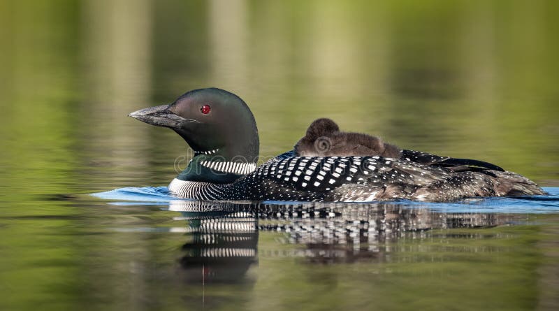 A Common Loon in Maine stock image. Image of baby, lake - 210835707