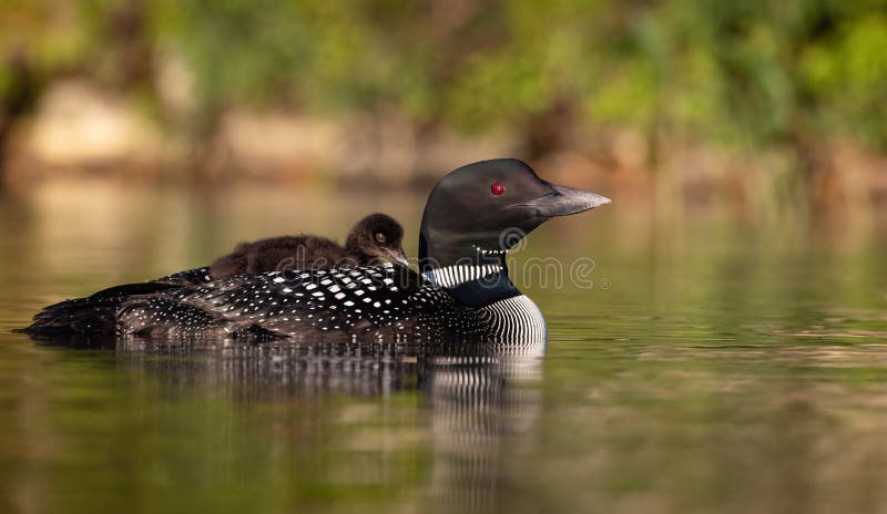 Common Loon in Maine stock image. Image of cubs, mara - 233491289