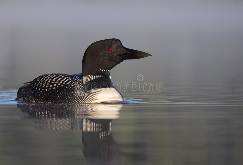 Common Loon in Maine stock image. Image of hunter, cubs - 234173047