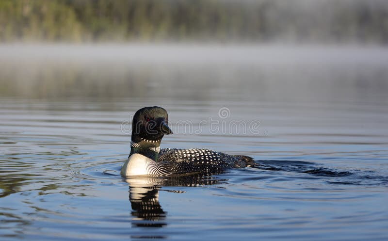 Common Loon in Maine stock photo. Image of autumn, hunt - 234173106