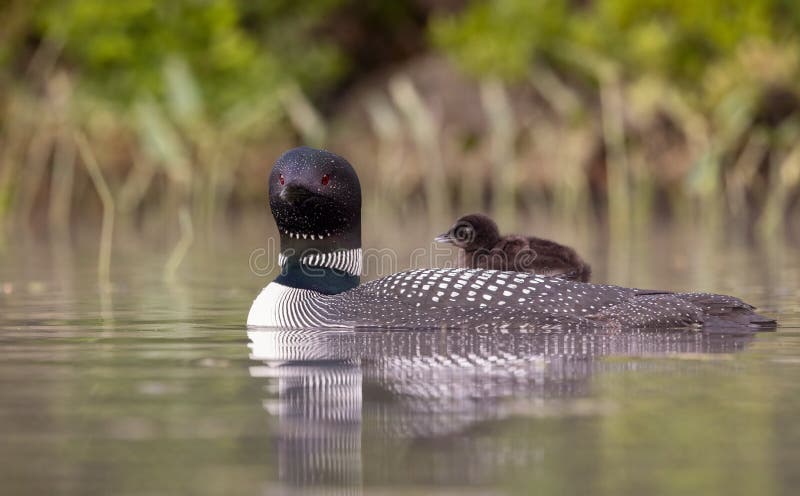 Common Loon in Maine stock image. Image of beach, autumn - 237729577