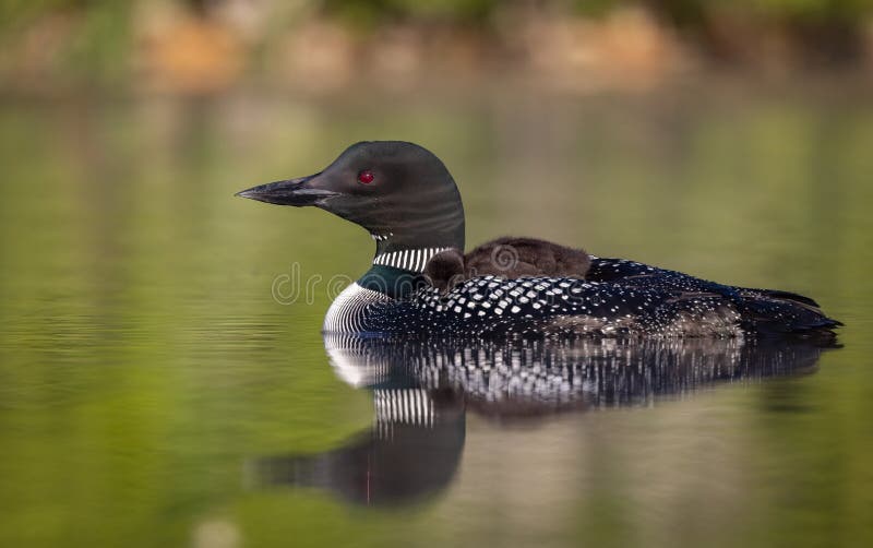 Common Loon in Maine stock photo. Image of grand, coyote - 237729940