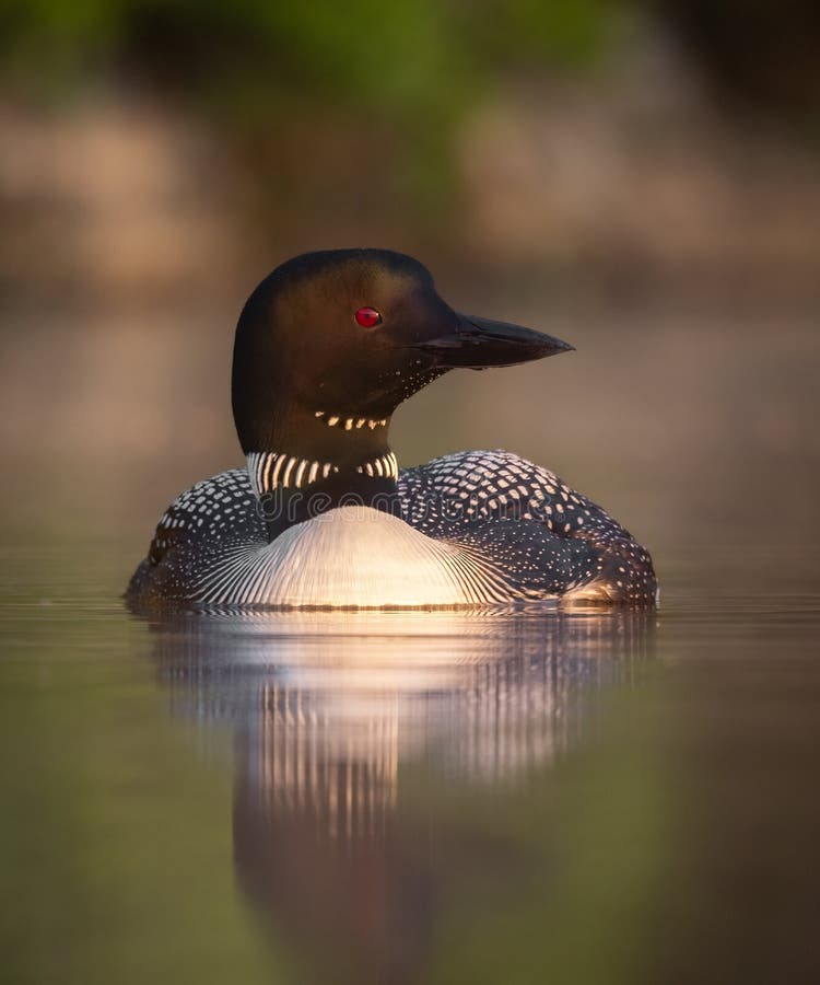 Common Loon in Maine stock image. Image of beach, autumn - 237813781