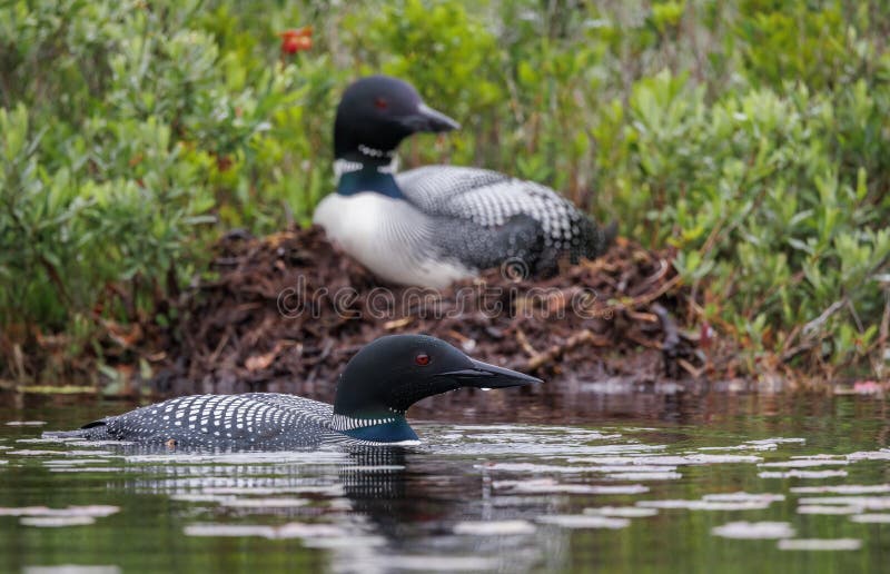 Common Loon in Maine stock image. Image of bird, florida - 250056721