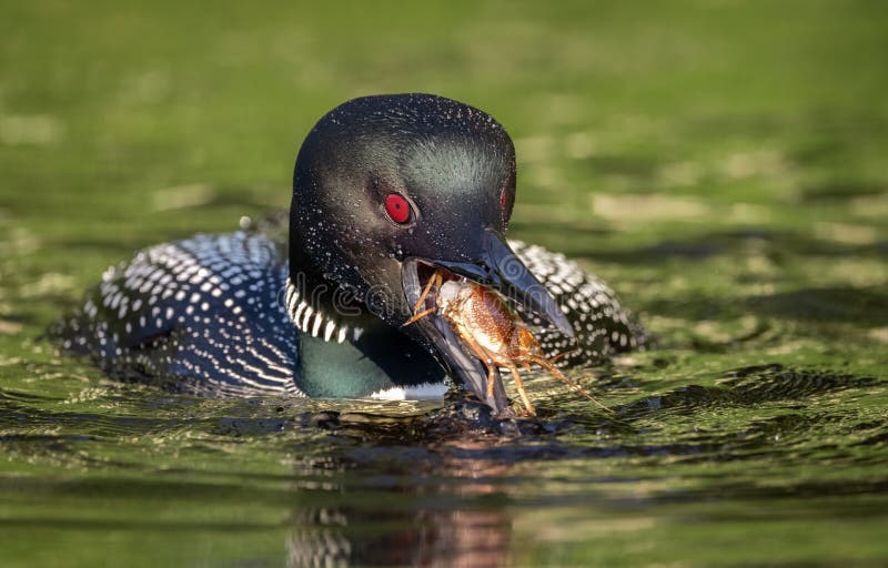 A Common Loon in Maine stock photo. Image of chick, bald - 222568318