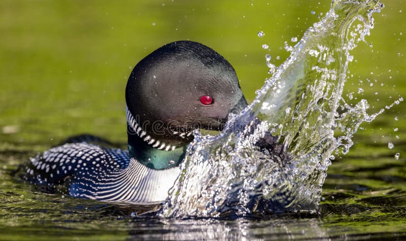 A Common Loon in Maine stock image. Image of baby, florida - 222570917