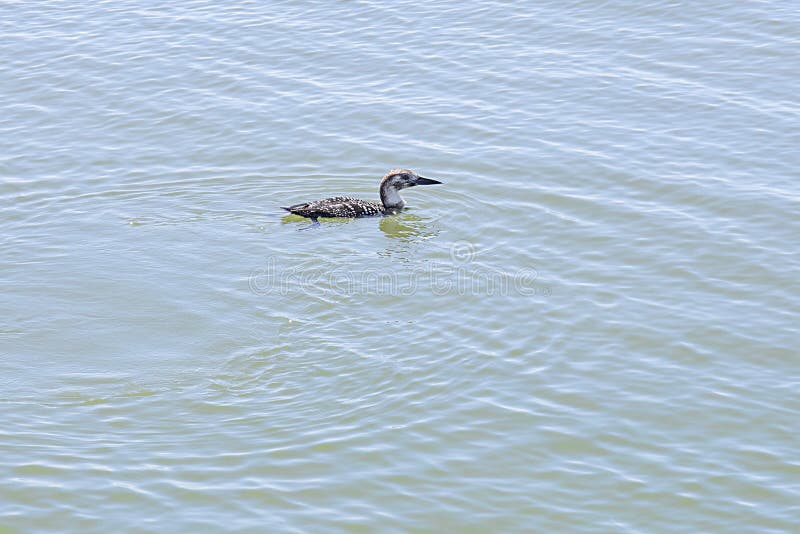 Common Loon in Molting Plumage Stock Image - Image of water, beak ...