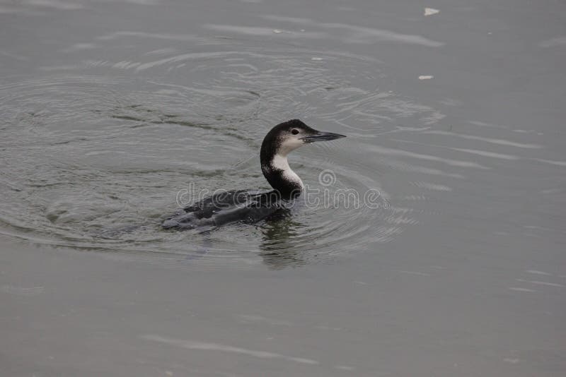 Common Loon 2 stock image. Image of landing, duck, loon - 95413555