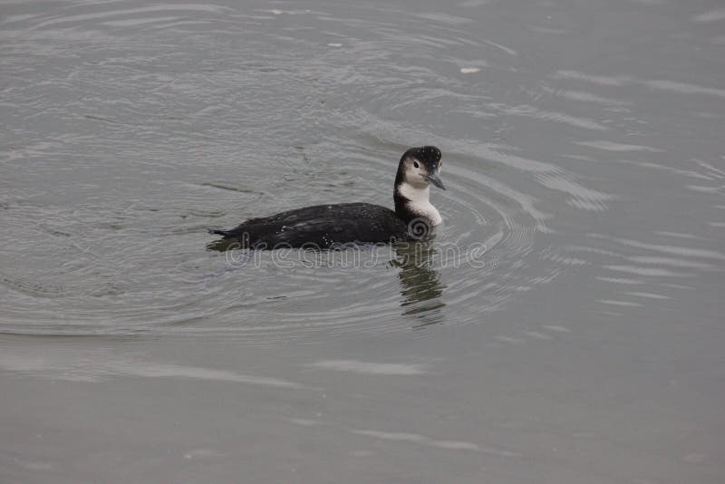 Common Loon 3 stock photo. Image of moss, wild, ocean - 95413566