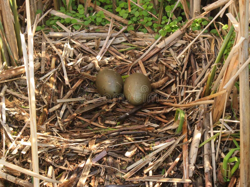 Common Loon Nest with Pair of Eggs Stock Photo - Image of nesting ...