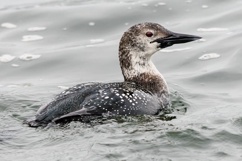 Common Loon stock image. Image of adult, immer, fauna - 30386625