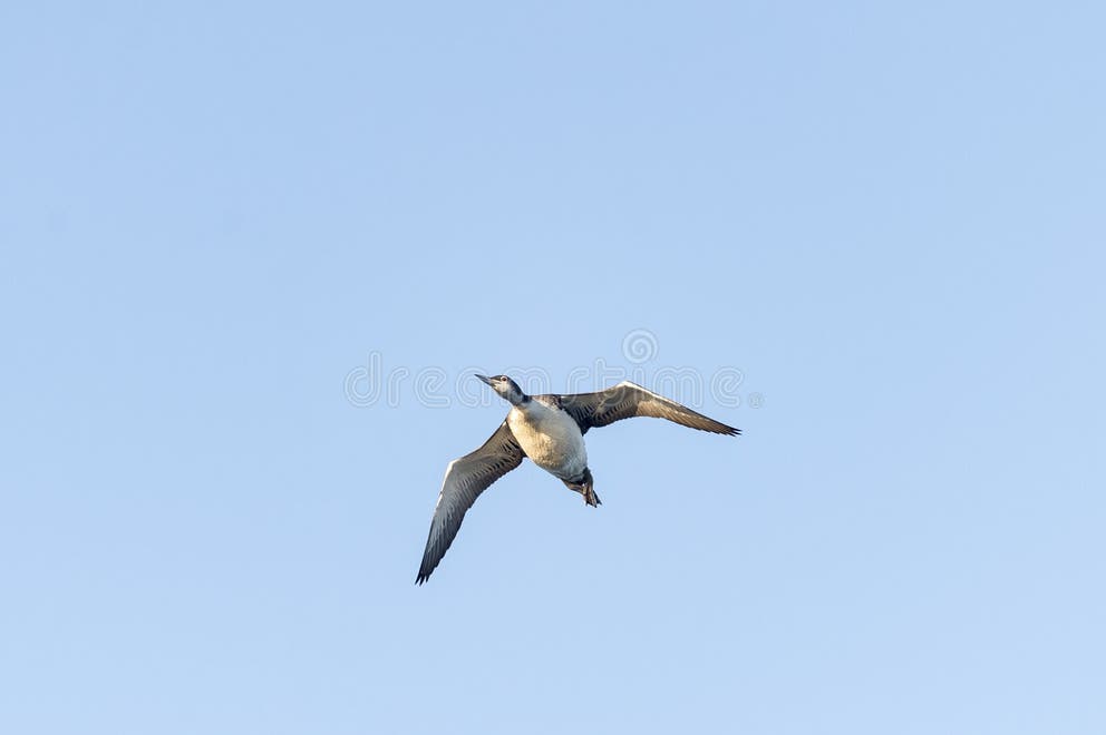 Common Loon overflight stock photo. Image of county, common - 76694544