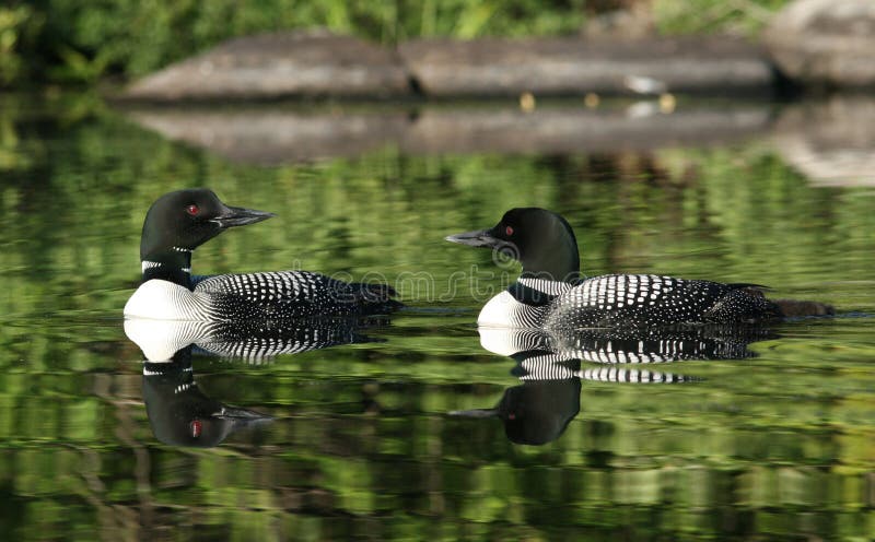 Common Loon Pair Reflecting in Water Stock Image - Image of pattern ...