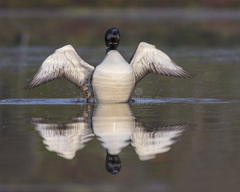 Common Loon Wing Stretch Stock Photos - Free & Royalty-Free Stock ...