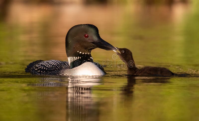 A Common Loon Portrait stock photo. Image of landscape - 194775464