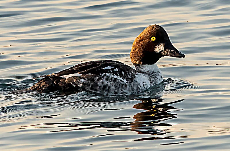 Common loon on river stock photo. Image of ducks, waterbird - 266918364