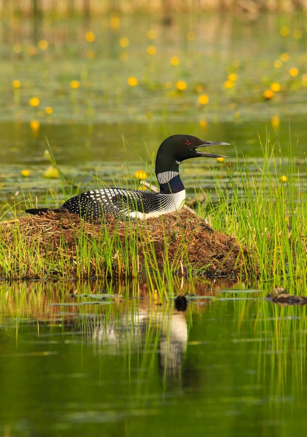 Common Loon Baby on Mothers Back Stock Image - Image of bird, hitch ...