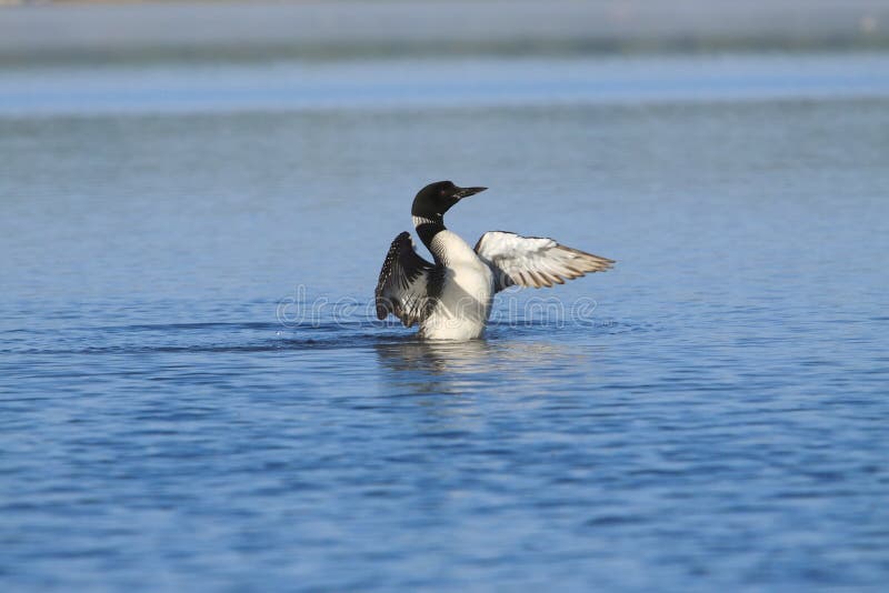 Common Loon Pair Reflecting in Water Stock Image - Image of pattern ...