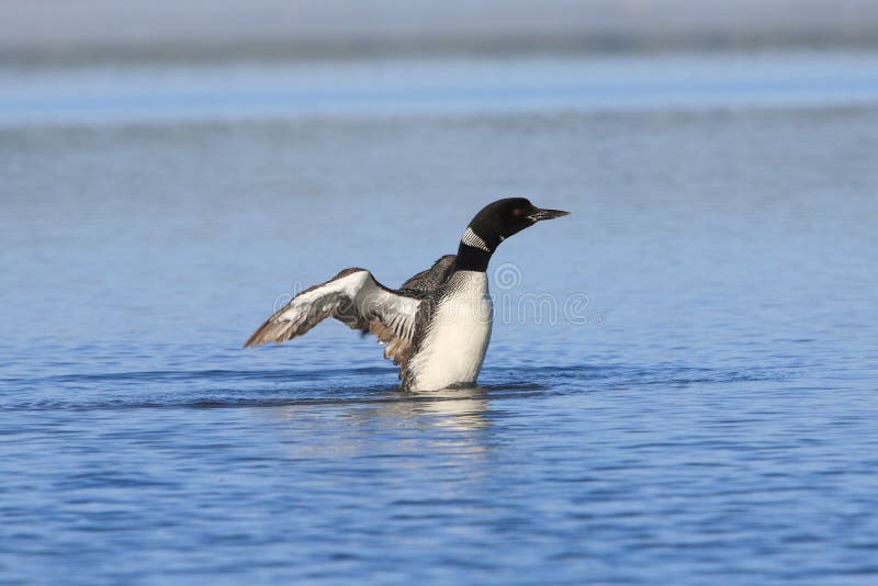 Common Loon Stretching Wings Stock Photo - Image of bird, loon: 10760486