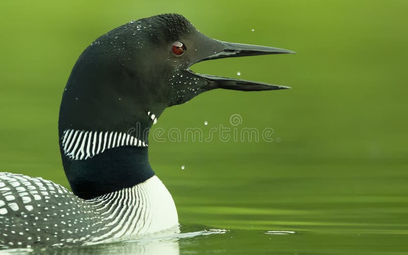 Common Loon Catching a Fish with Beautiful Reflection in Water Stock ...
