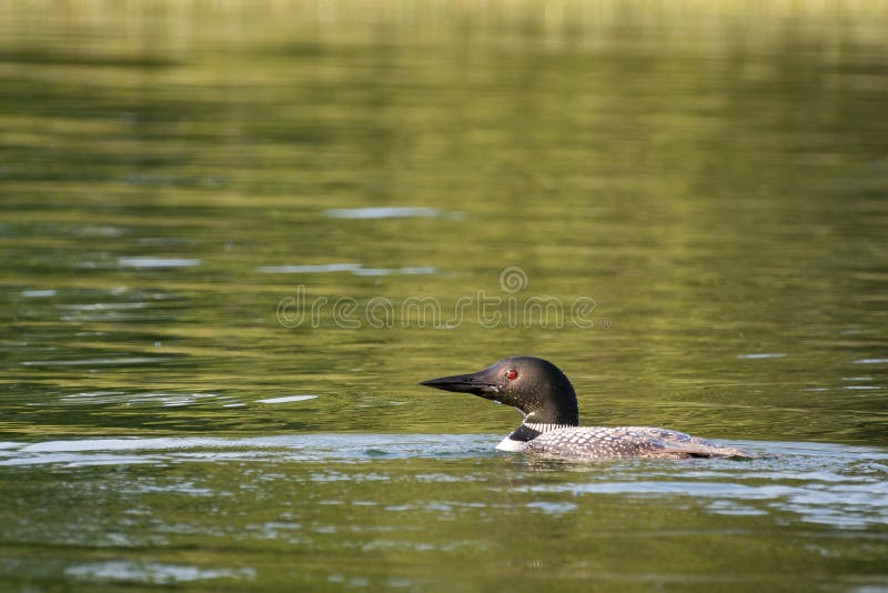 Common Loon Swimming on a Minnesota Lake Stock Photo - Image of nature ...