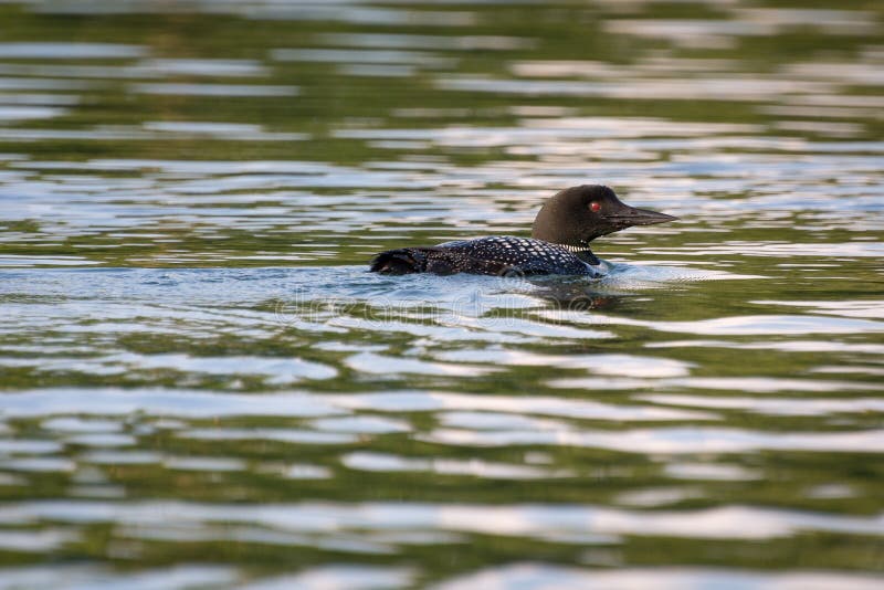 Common Loon Swimming on a Minnesota Lake Stock Photo - Image of nature ...