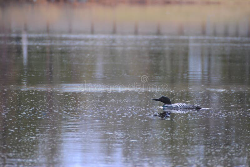 Common Loon stock photo. Image of nature, common, wildlife - 48675498