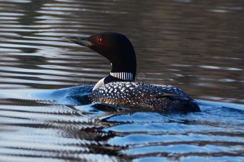 Common Loon stock image. Image of beak, ornithology, loon - 56948045
