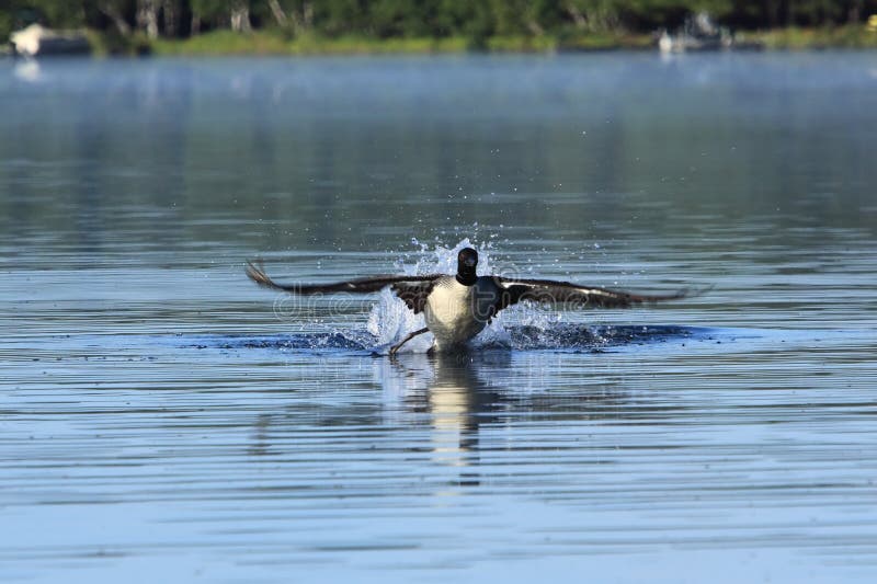 Common Loon Taking Off stock image. Image of pool, feather - 10760501