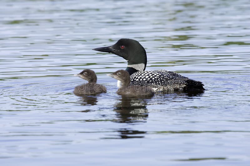 Common Loon with Two Chicks Stock Image - Image of watching, birds: 4090457
