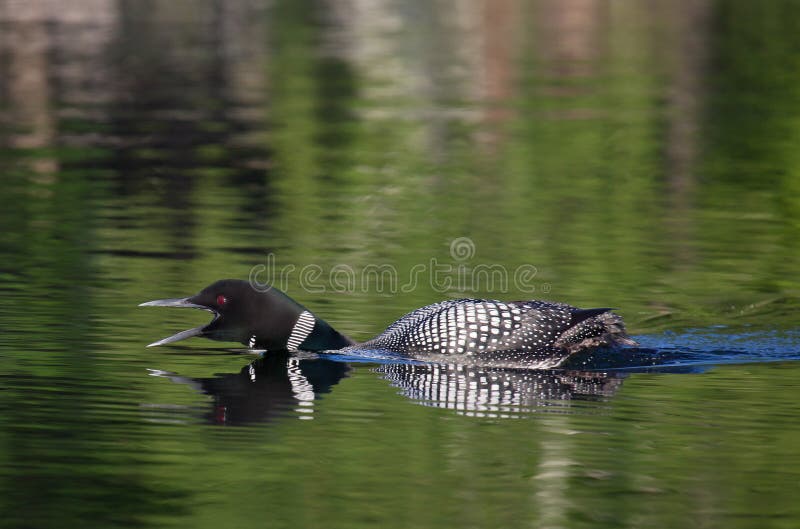 Common Loon warning stock photo. Image of water, protection - 27859536