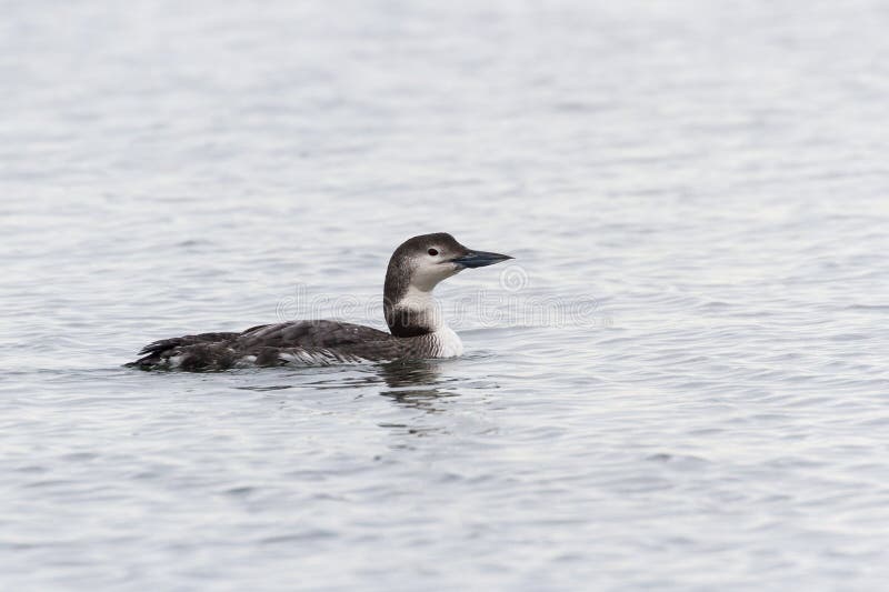 Common Loon bird stock image. Image of canada, nature - 153522689