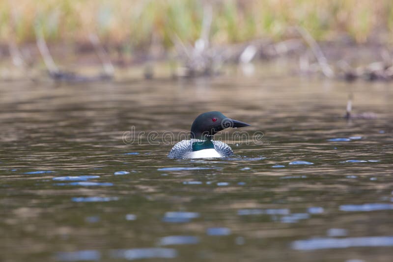 1,466 Loon Beak Stock Photos - Free & Royalty-Free Stock Photos from ...