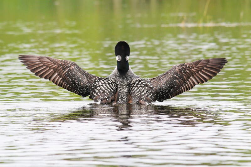 Common Loon Baby on Mothers Back Stock Image - Image of bird, hitch ...