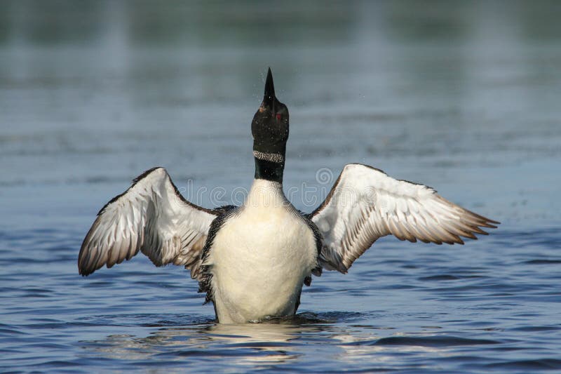 Common Loon Wing Stretch stock image. Image of back, feathers - 43946955