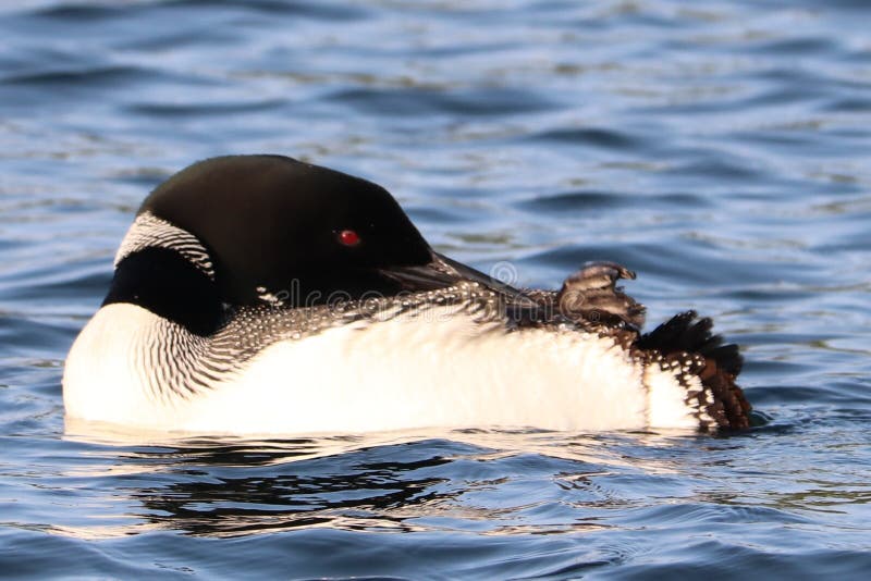 Belly loon 1 stock image. Image of blue, loon, belly - 106602531