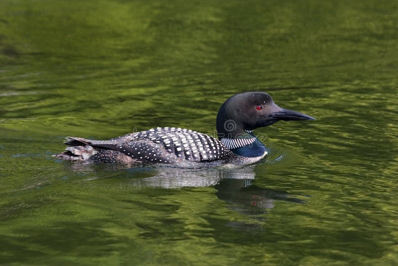 Common Loon XIII stock image. Image of ontario, canada - 9309773