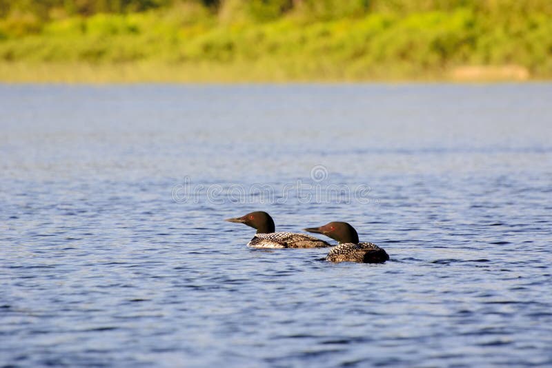 Common Loons stock image. Image of landscape, gavia, immer - 40389605