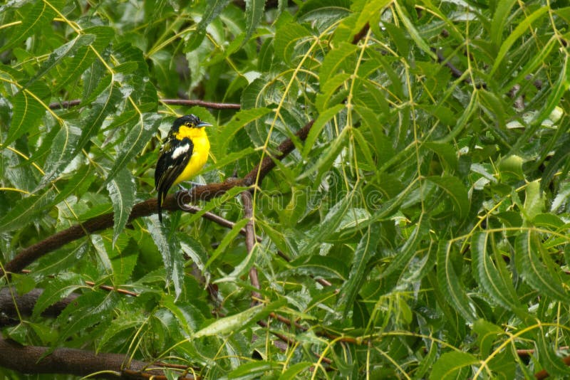 Common Lora on the branch stock image. Image of green - 332220877