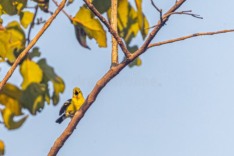 A Common Lora singing stock photo. Image of green, beautiful - 275086938