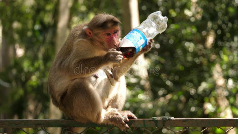 A Macaque Monkey Drinking Soda Stock Footage - Video of common, mumbai ...