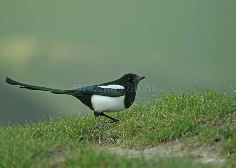 Common Magpie stock photo. Image of sussex, birdwatching - 11947986