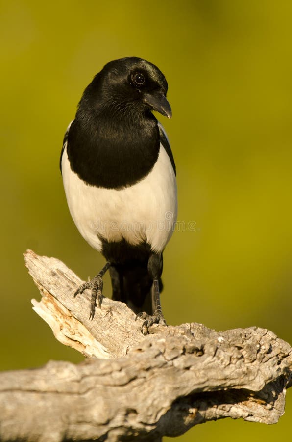 Common magpie stock photo. Image of outdoors, foreground - 26464824