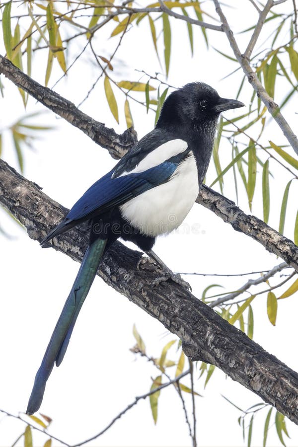 Common Magpie bird stock image. Image of eurasian, bird - 299006751